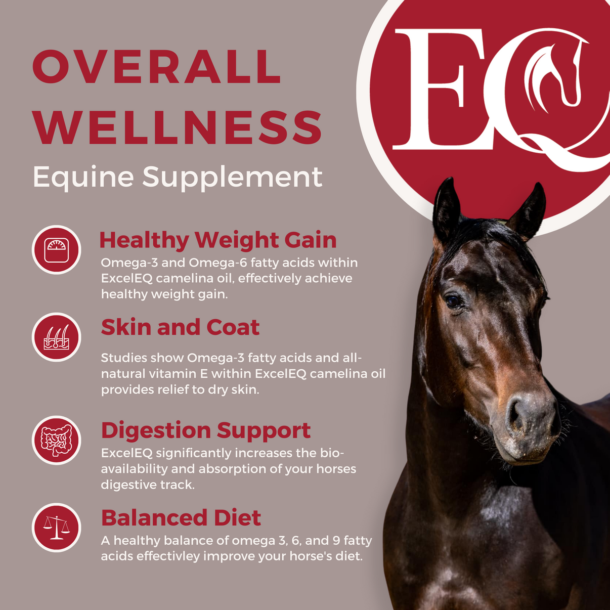 ExcelEQ Equine Wellness Supplement | Excel Supplements