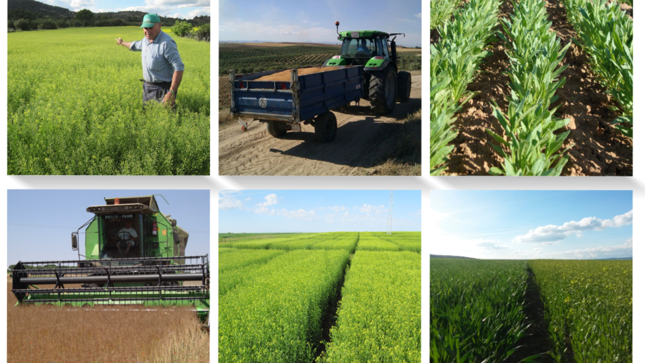 Excel Camelina Oil: The Sustainable Alternative to Fish Oil | Excel Supplements