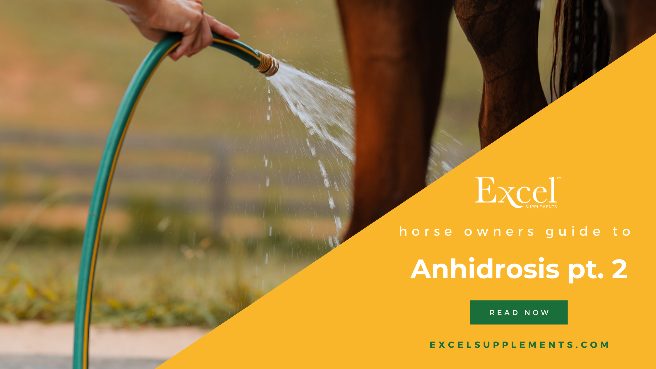 Understanding Anhidrosis in Horses | Excel Supplements