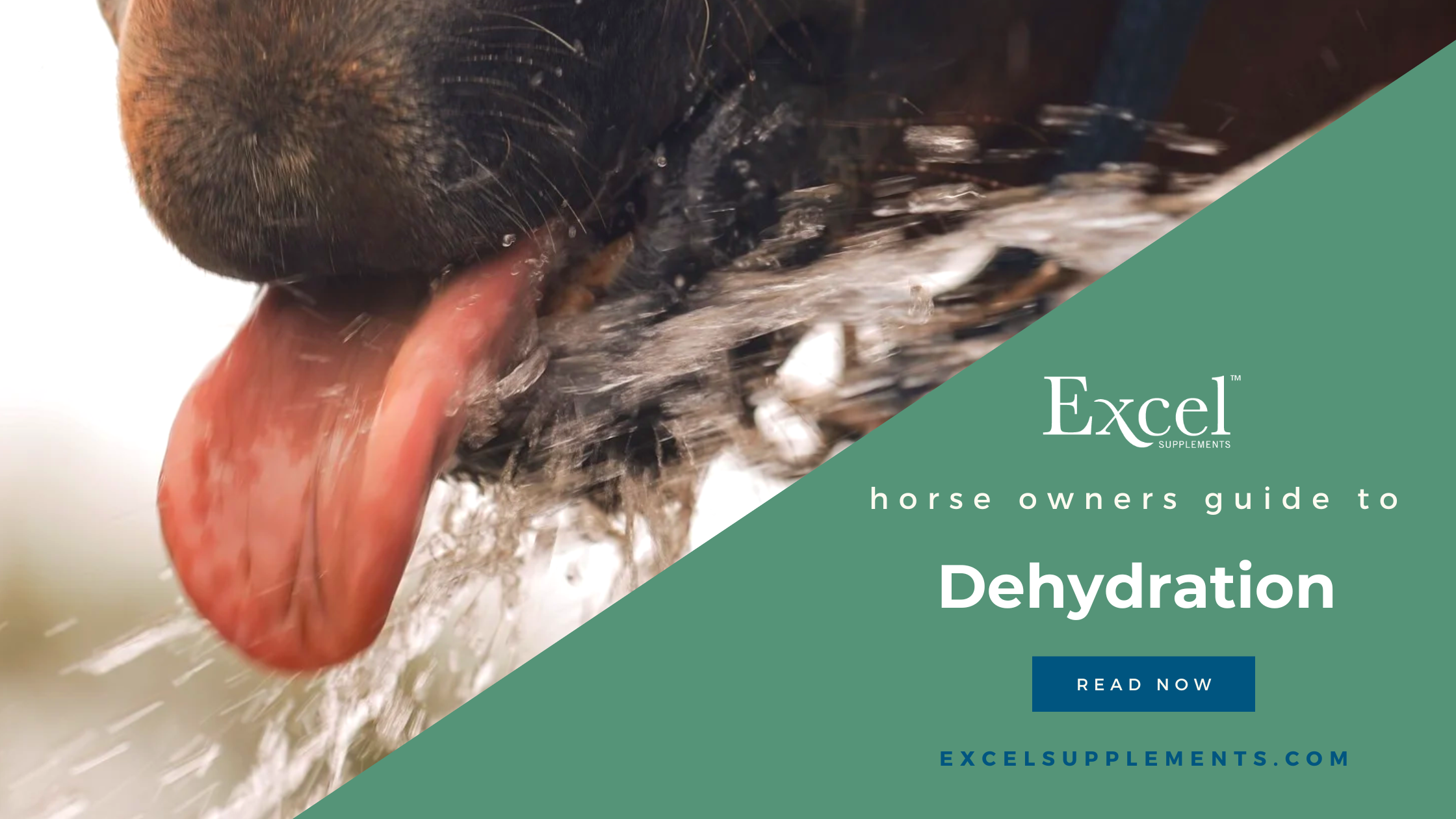 Dehydration in Horses: The Overall Guide | Excel Supplements
